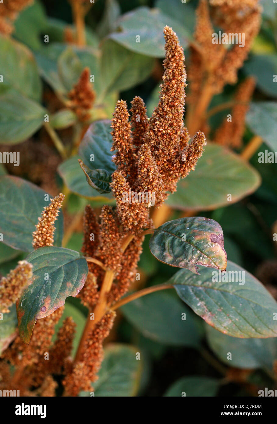 Inca Wheat, Amaranthus cruentus, Amaranthaceae. Mexico, Central America ...