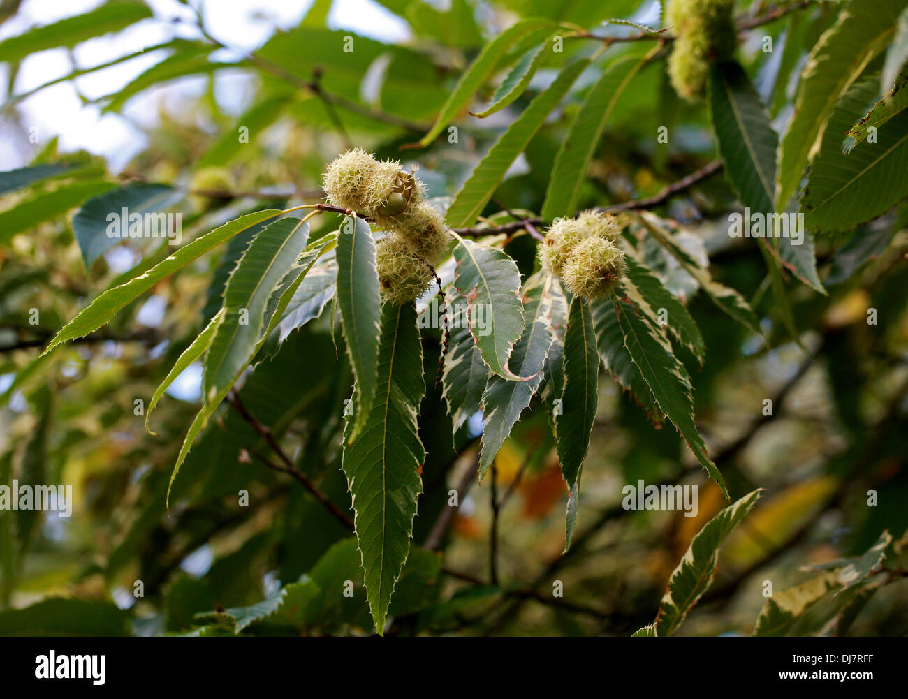 Variagated Sweet Chestnut, Spanish Chestnut, Castanea sativa ...