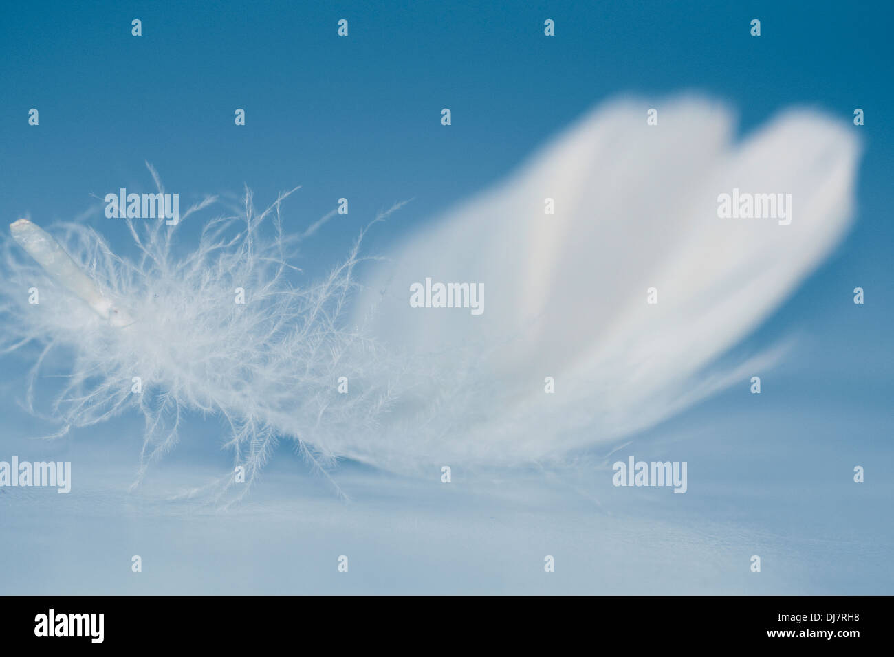 Imagination feather hi-res stock photography and images - Alamy