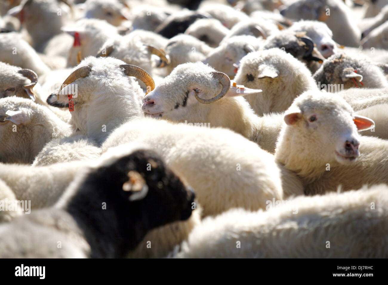 Herd animals hi-res stock photography and images - Alamy