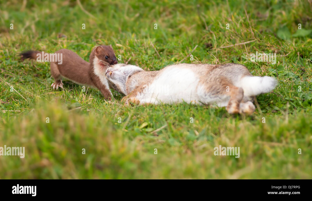 Stoat Uk Rabbit High Resolution Stock Photography and Images - Alamy