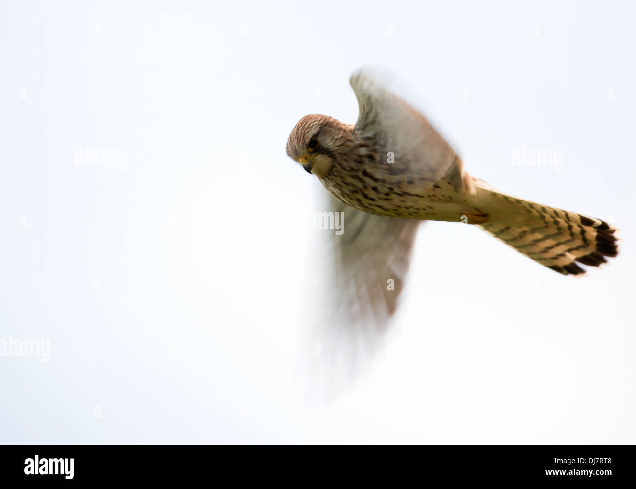 Searching for prey hi-res stock photography and images - Alamy
