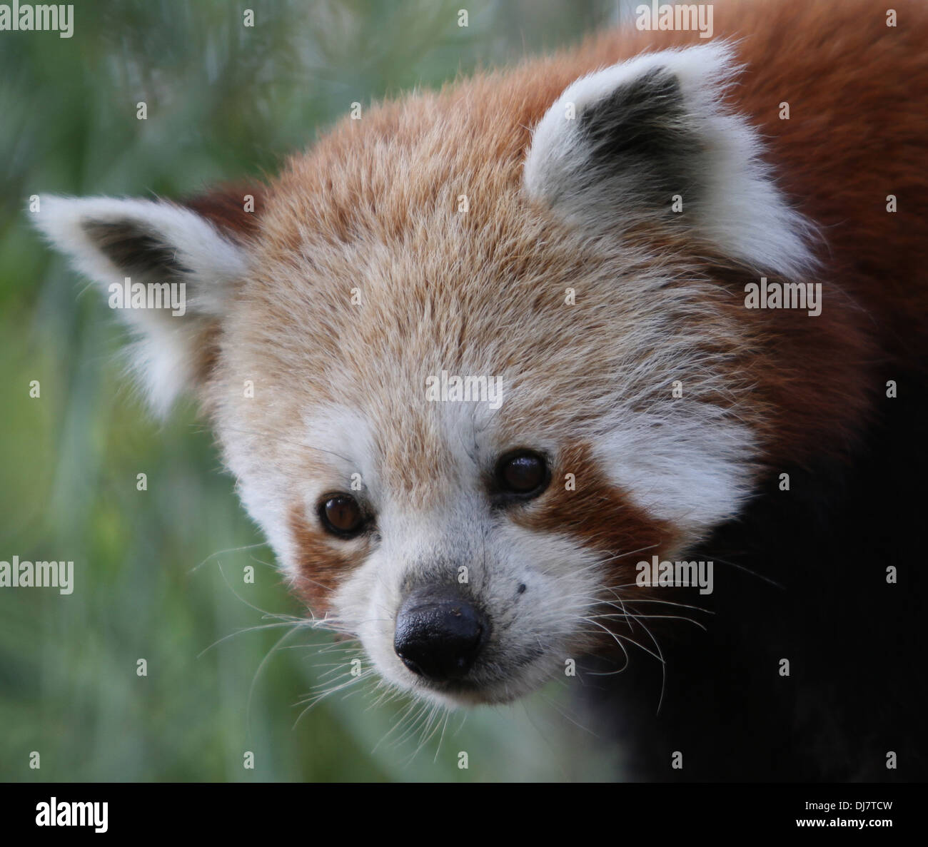 A Red Panda's Face Stock Photo - Alamy