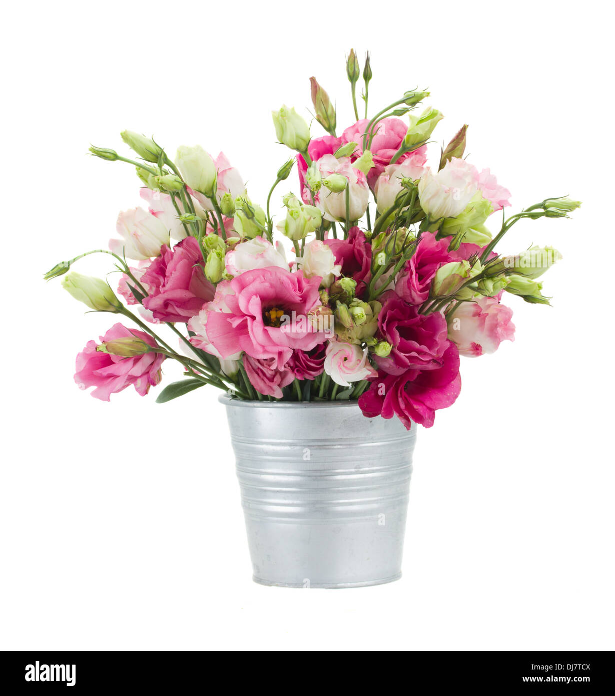 Pink eustoma flowers in pot Stock Photo - Alamy