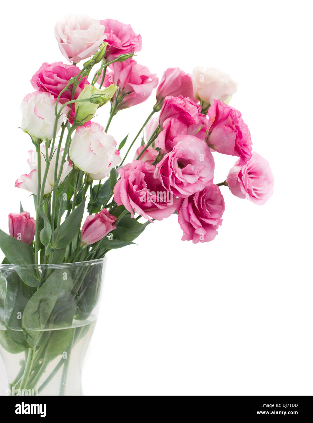 pink eustoma flowers in vase Stock Photo - Alamy