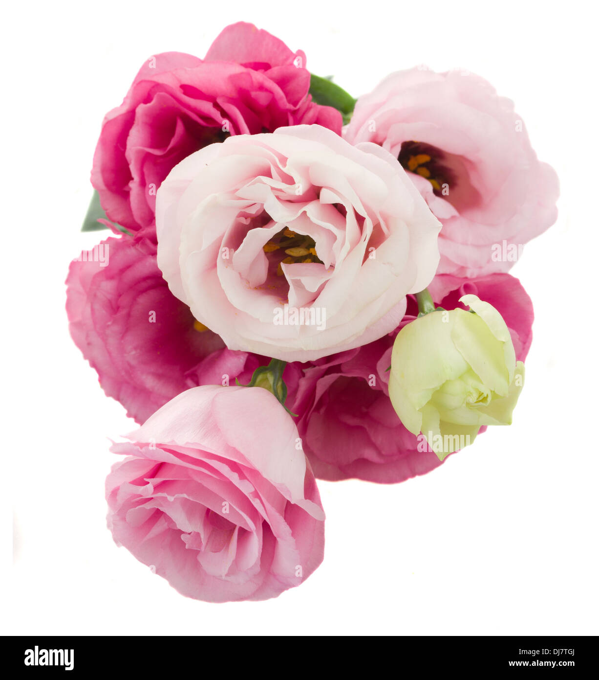 White pink eustoma flowers Cut Out Stock Images & Pictures - Alamy