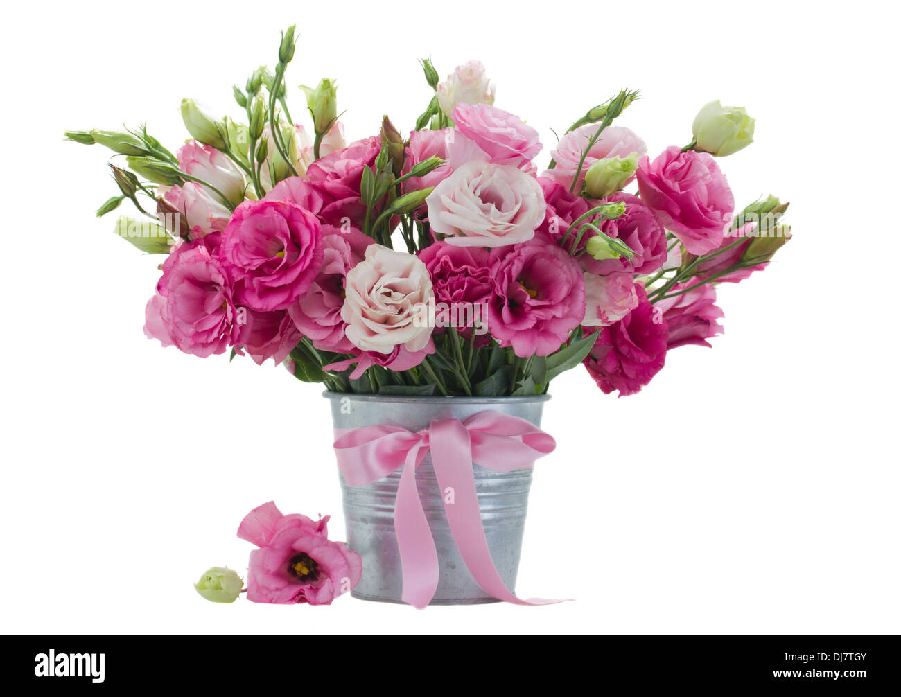 Pink eustomas in flower pot Stock Photo - Alamy