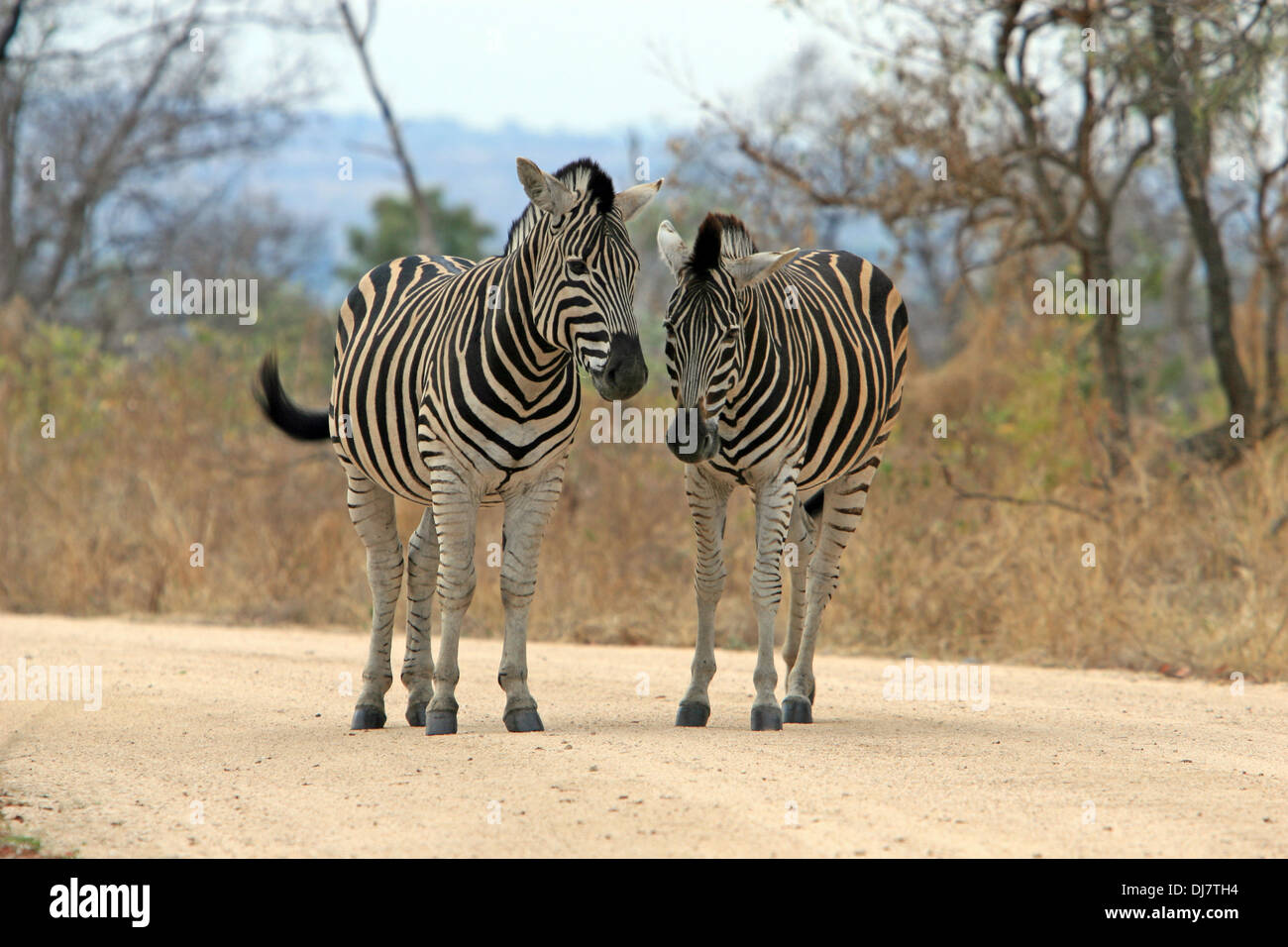 Zebra mate hi-res stock photography and images - Alamy