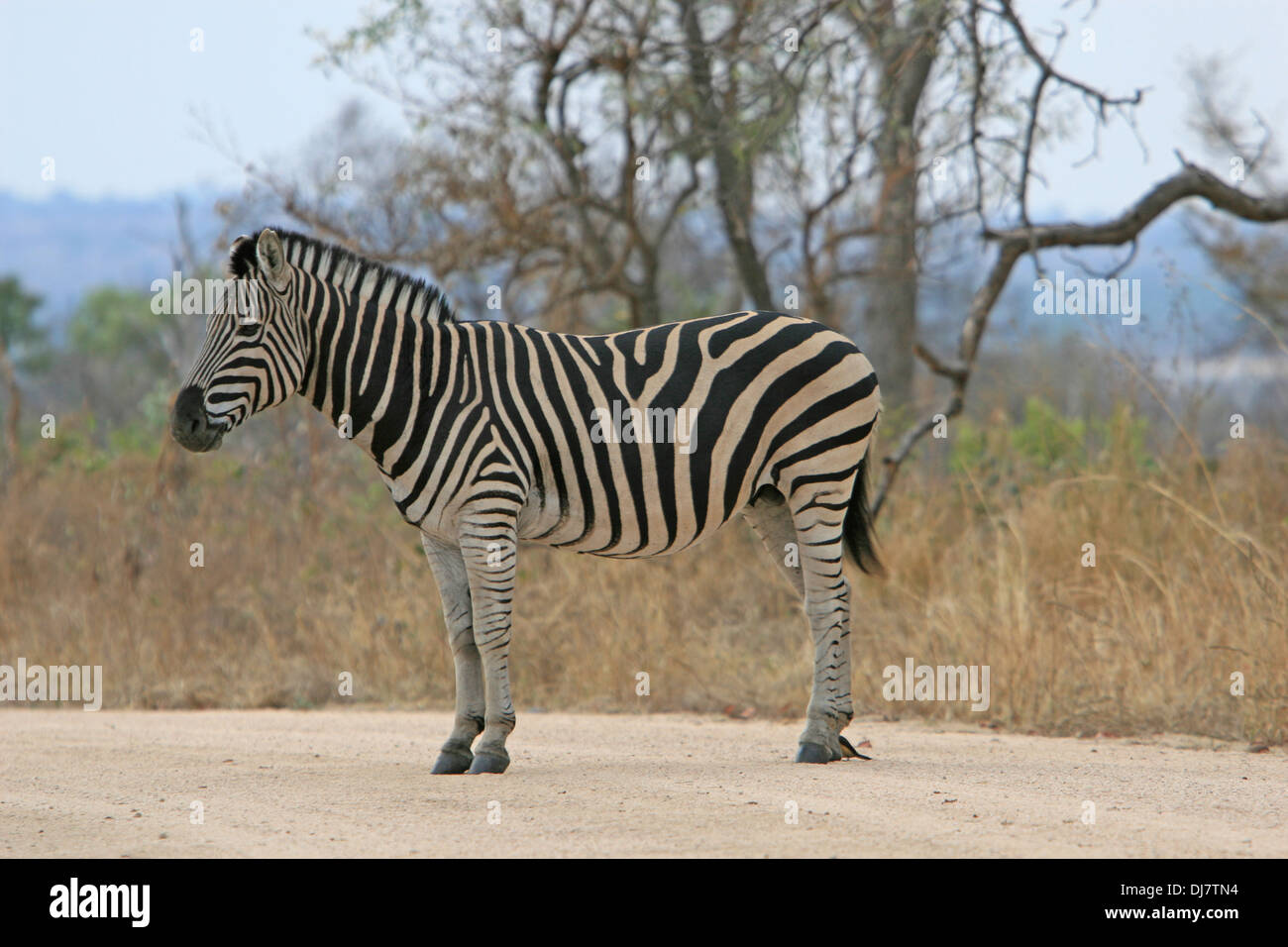 Single Zebra Standing On A Dirt Track Stock Photo - Alamy