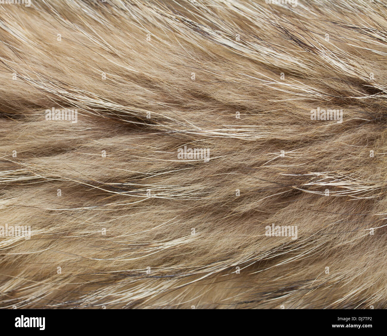 abstract raccon fur background Stock Photo - Alamy