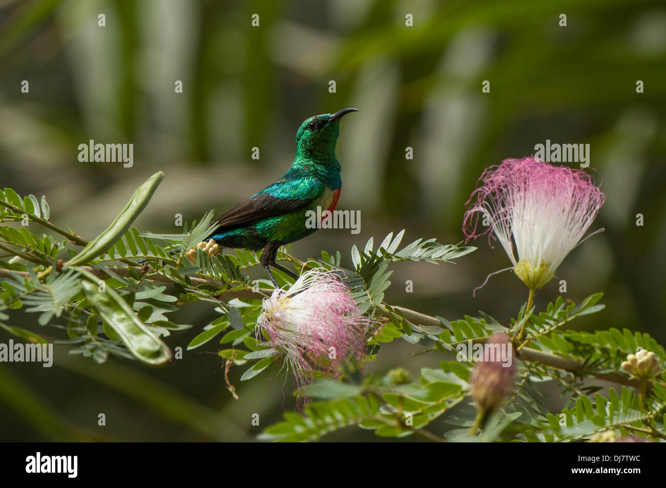 Male bird with flowers Stock Photo - Alamy
