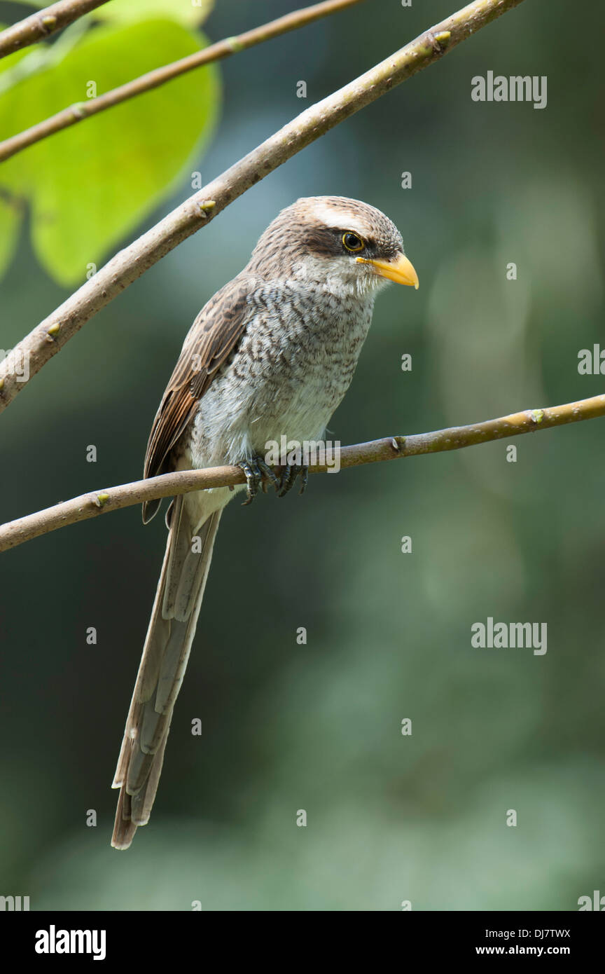 Portrait view of Shrike in tree Stock Photo - Alamy