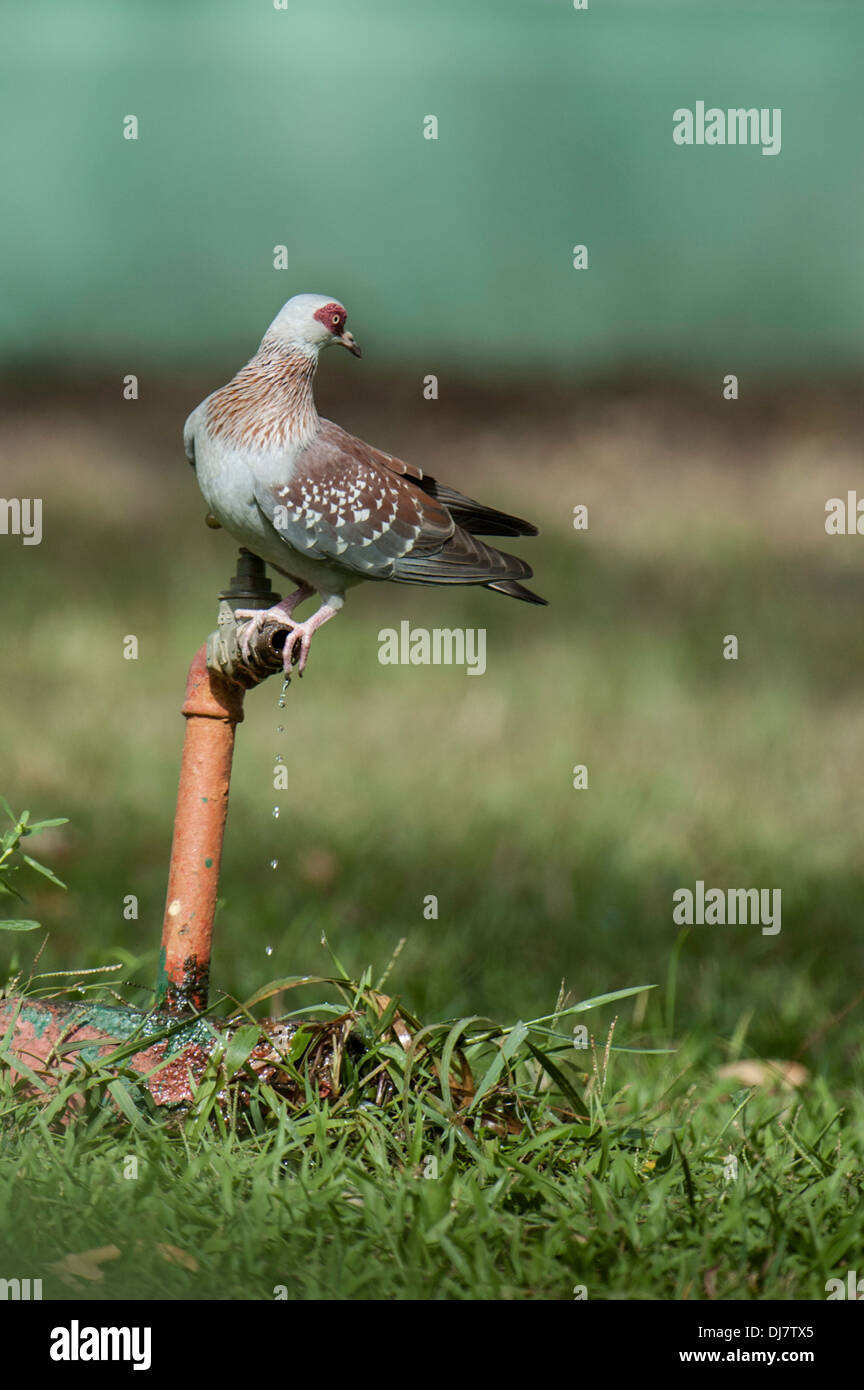 Pigeon on water tap in portrait mode Stock Photo - Alamy