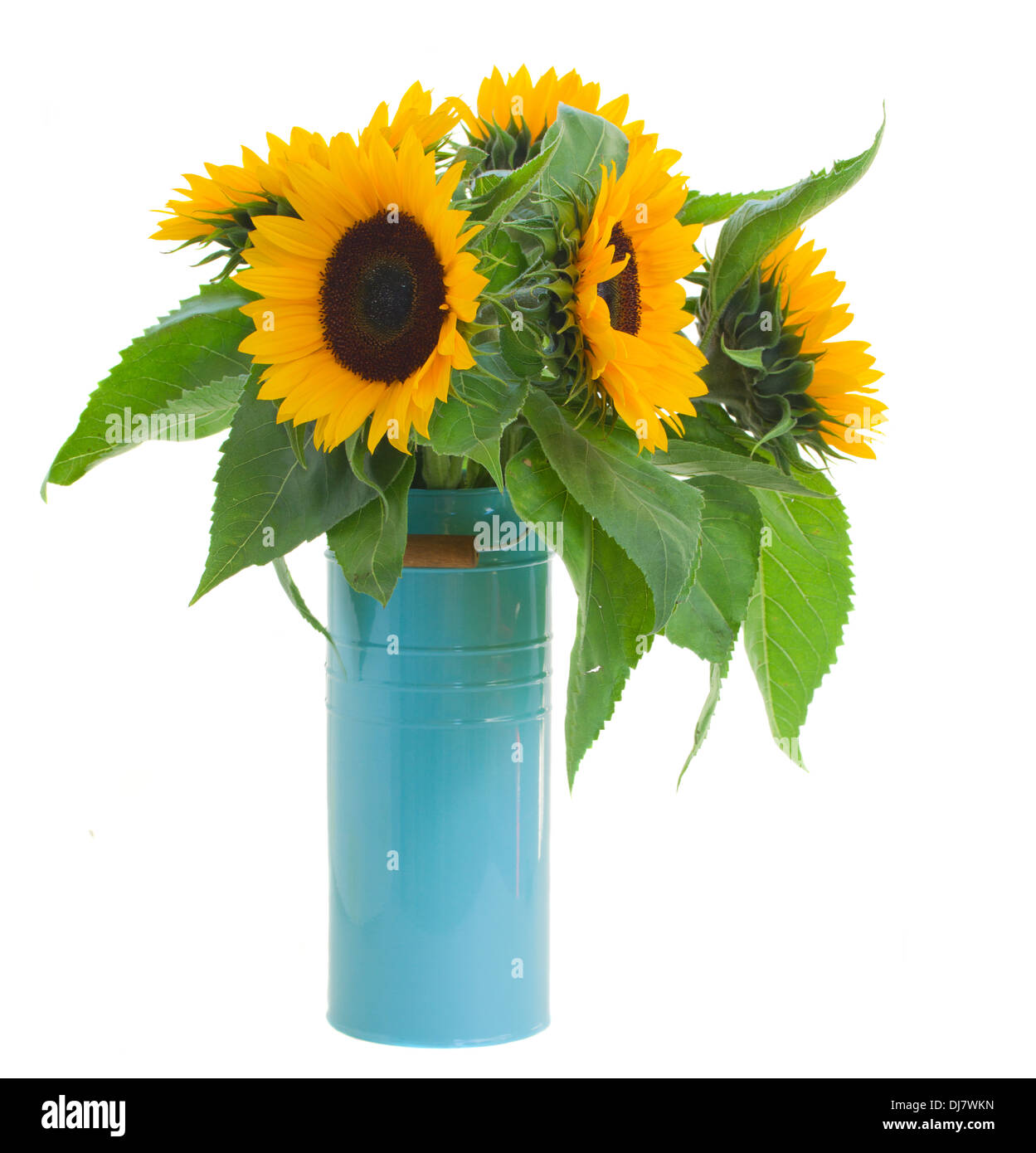 Sunflowers In Pot at Mae Kimbrell blog