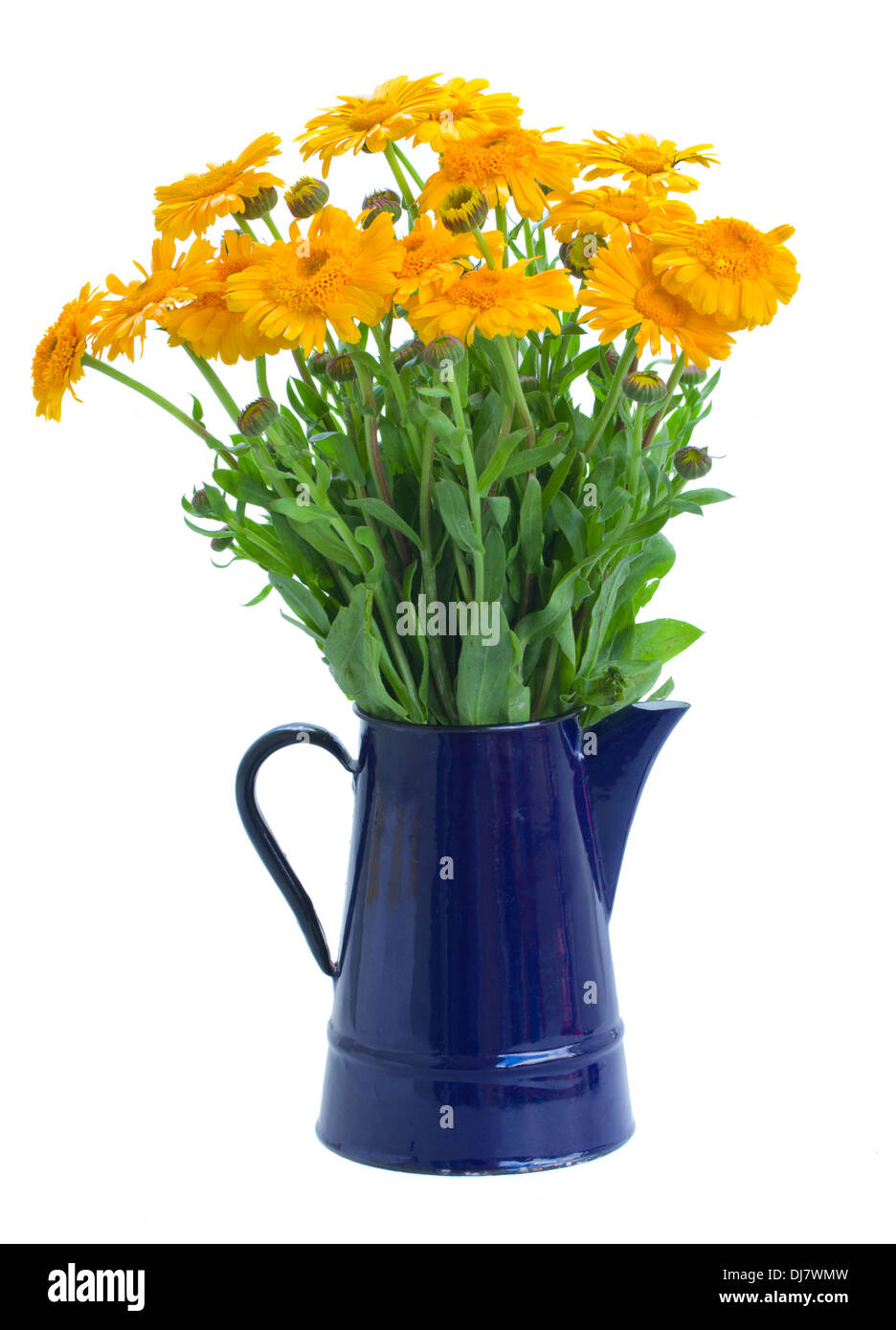 Calendula flowers in pot Stock Photo - Alamy
