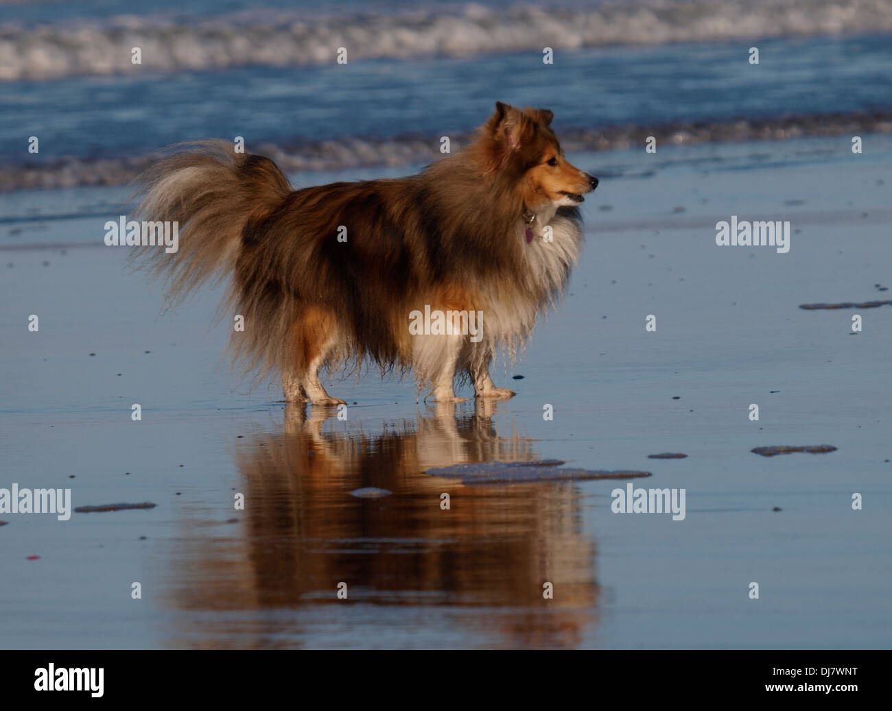 Shetland sheepdog hi-res stock photography and images - Alamy