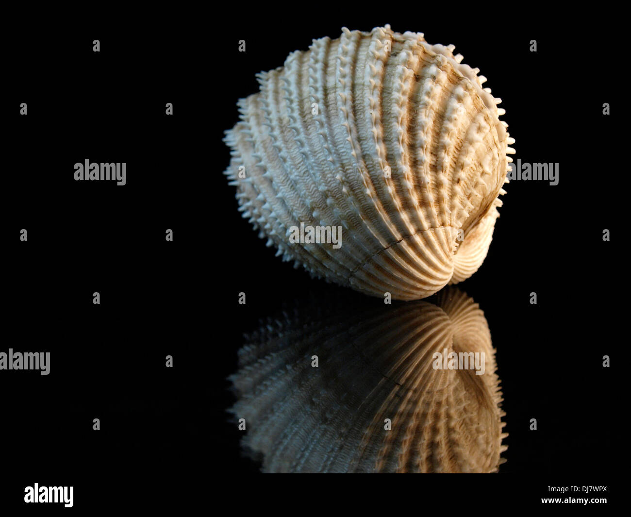 Seashell spikes hi-res stock photography and images - Alamy