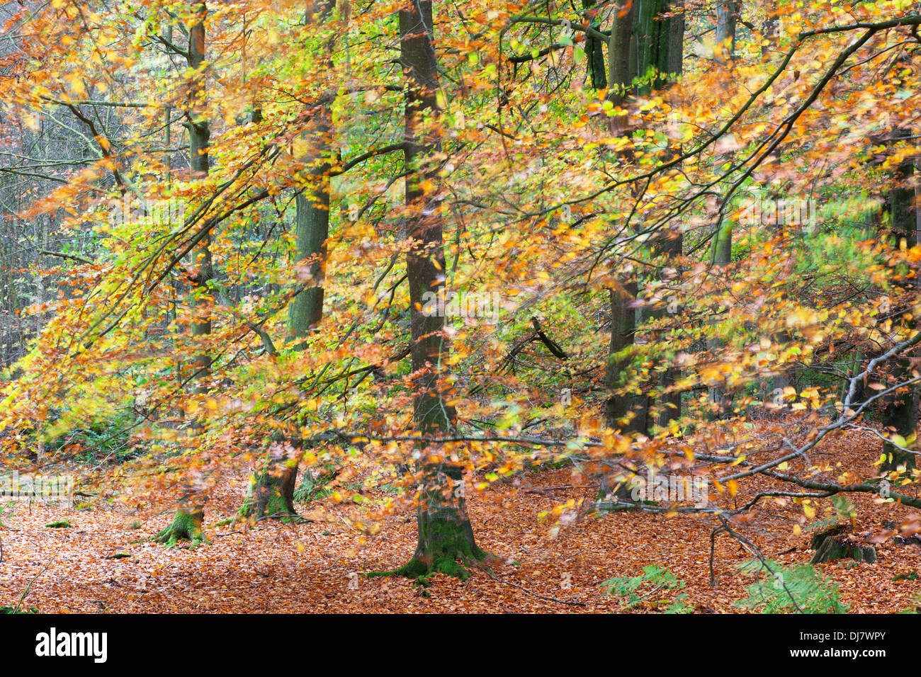 Fall in a forest in Schleswig-Holstein, Germany Stock Photo - Alamy