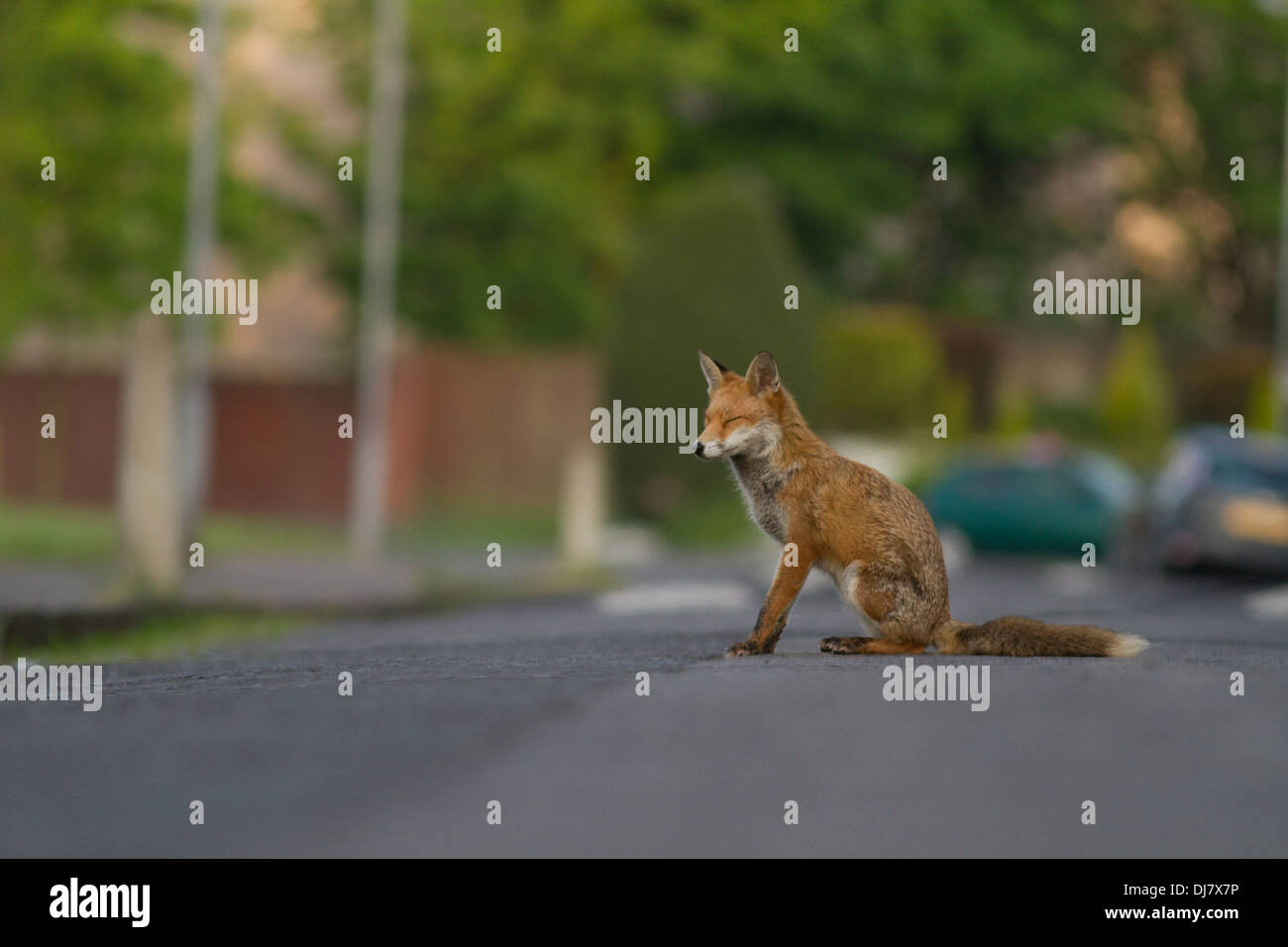 Urban Red fox (vulpes vulpes).Glasgow. Scotland Stock Photo - Alamy