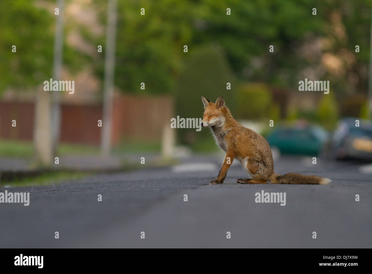 Urban Red fox (vulpes vulpes).Glasgow. Scotland Stock Photo - Alamy