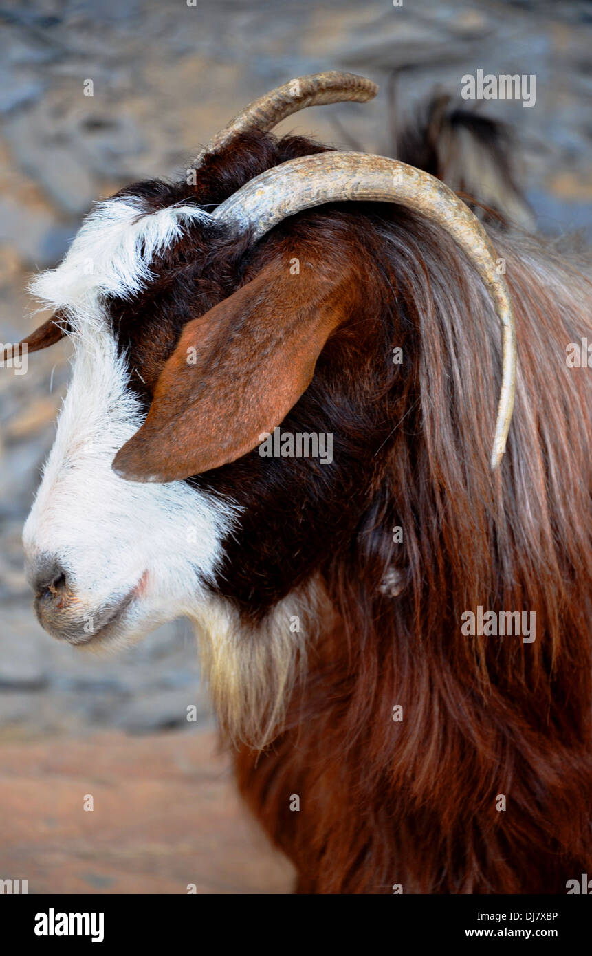 wild goat in the mountain Jebel Shams in Oman Stock Photo - Alamy