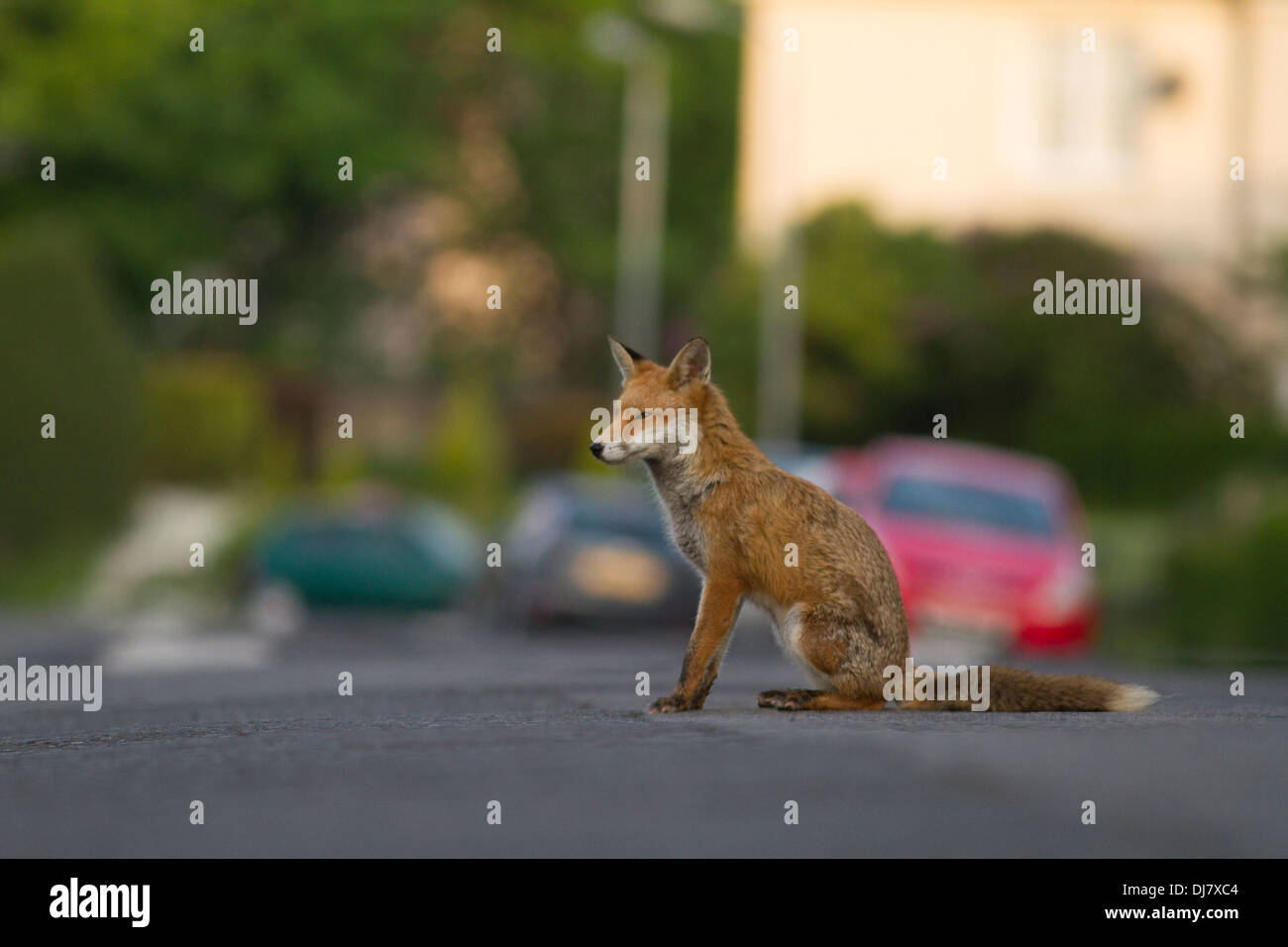 Urban Red fox (vulpes vulpes).Glasgow. Scotland Stock Photo - Alamy