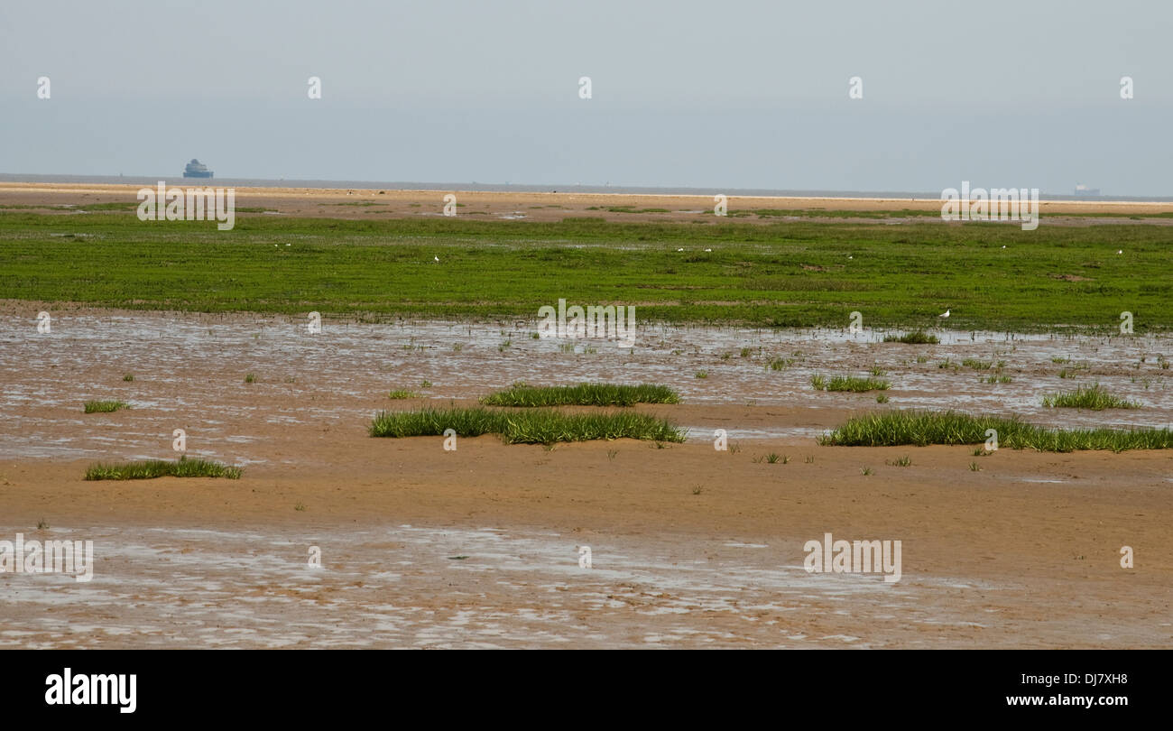 Sand salt marsh hi-res stock photography and images - Alamy