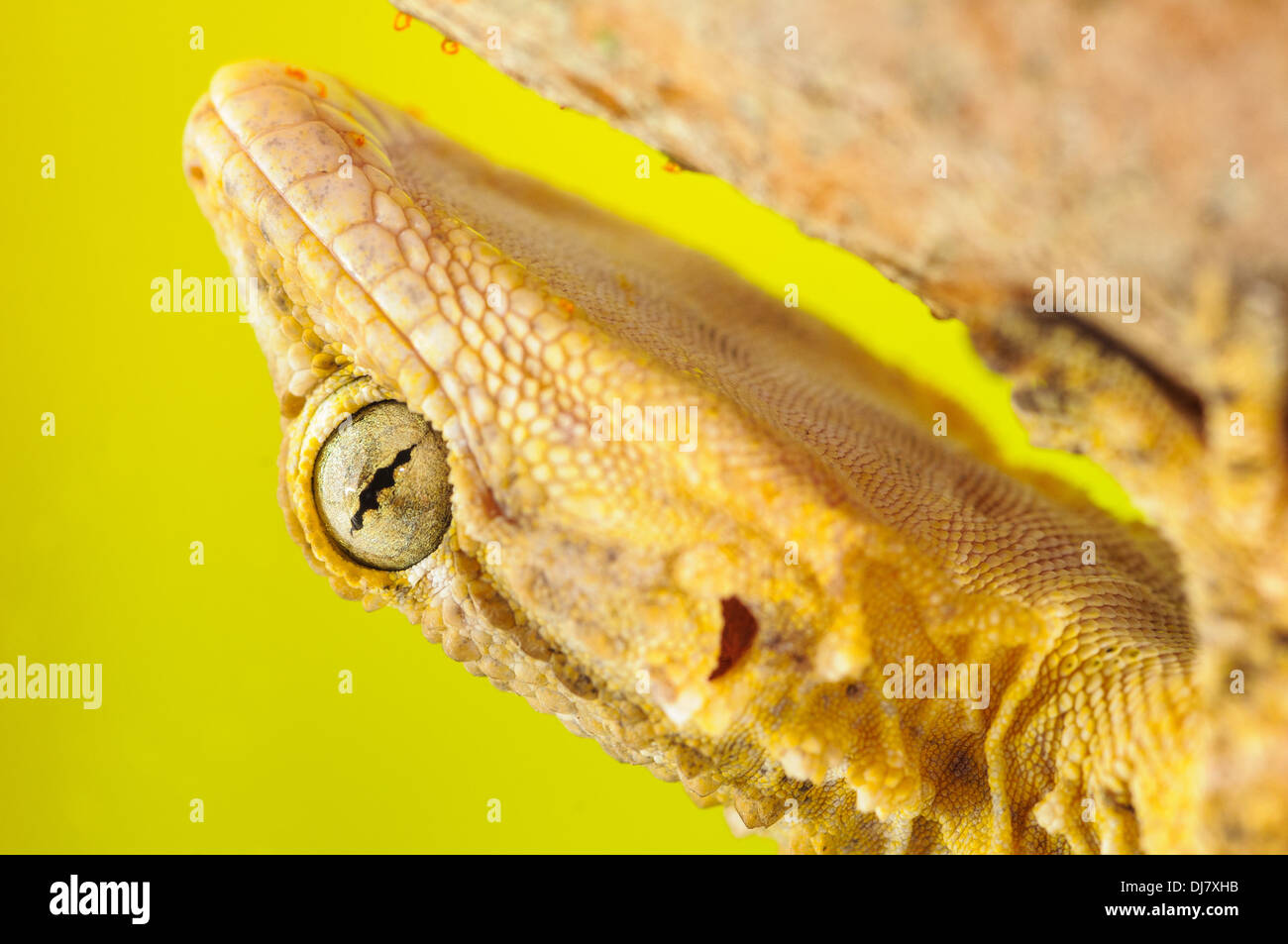 Gecko head details Stock Photo - Alamy