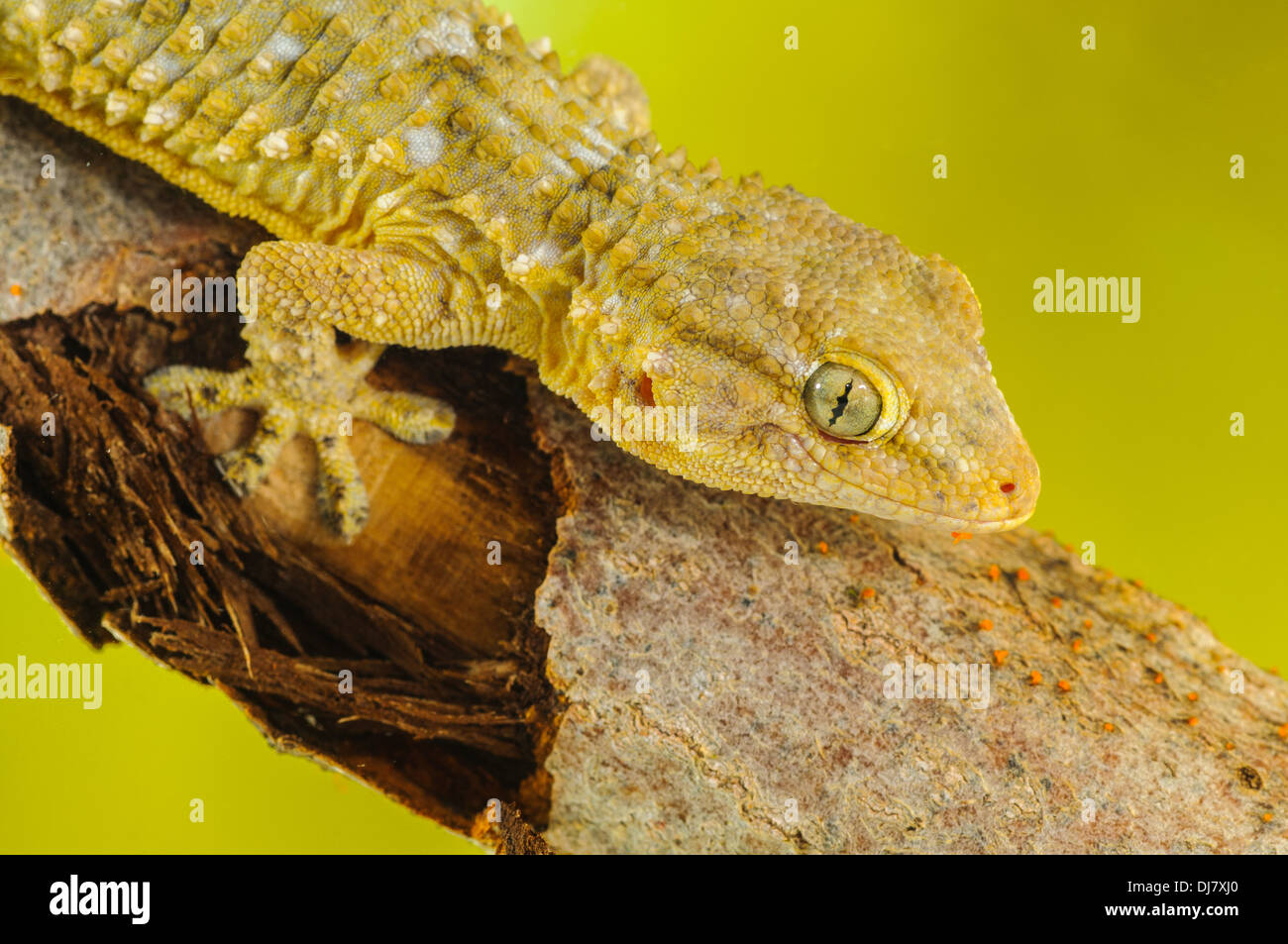 Black gecko silhouette hi-res stock photography and images - Alamy