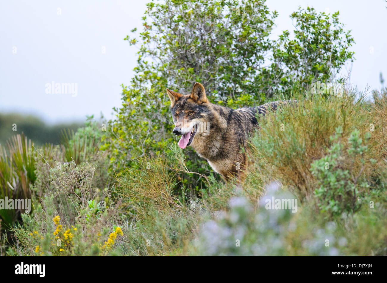 Wolf at the mountain Stock Photo - Alamy