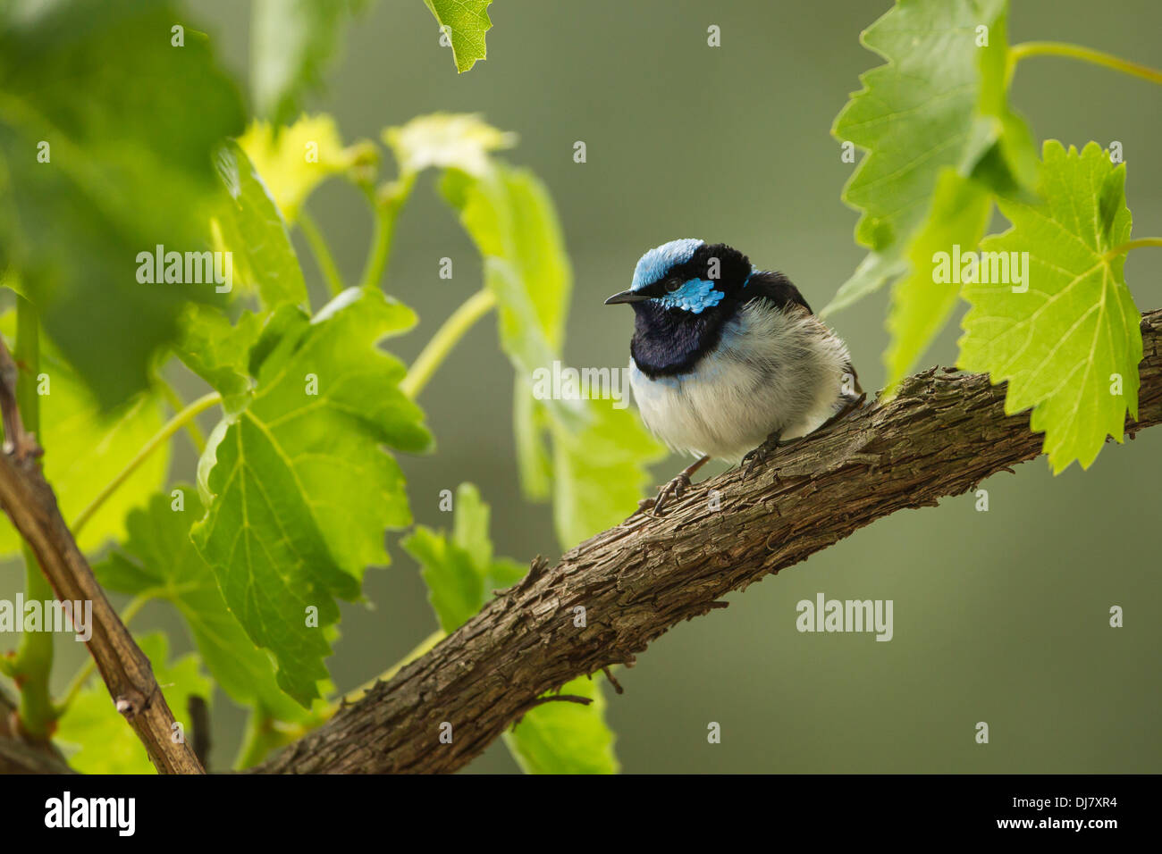 Male Superb Fairy Wren (Blue Wren) - Australia Stock Photo - Alamy