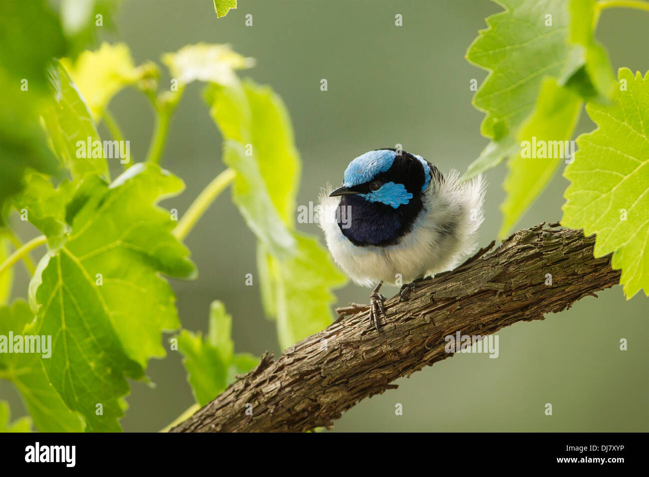 Male Superb Fairy Wren (Blue Wren) - Australia Stock Photo - Alamy