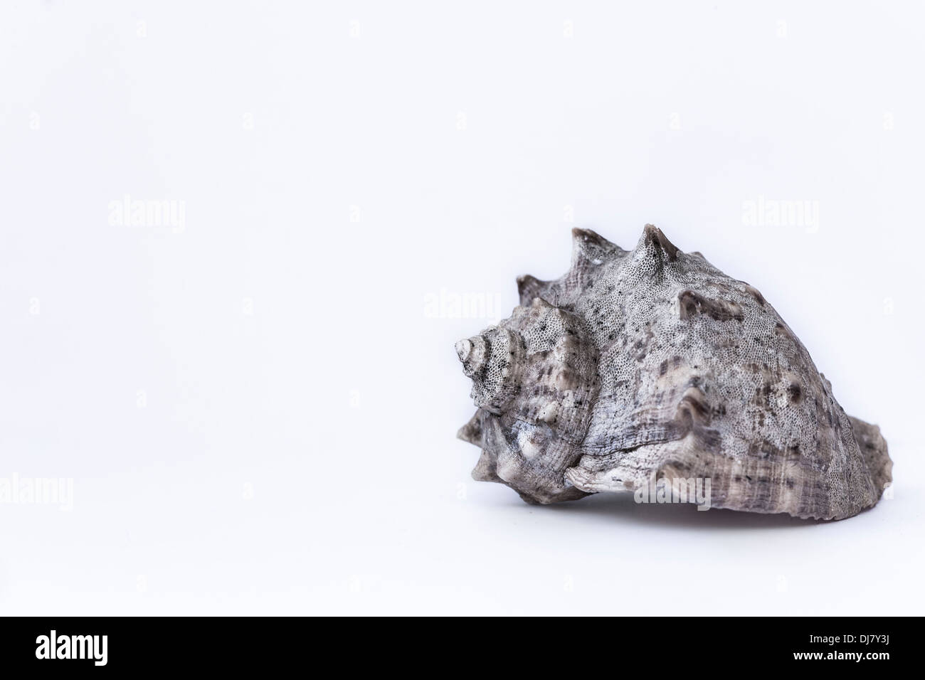 Closeup shot of spiral shell on white background Stock Photo - Alamy