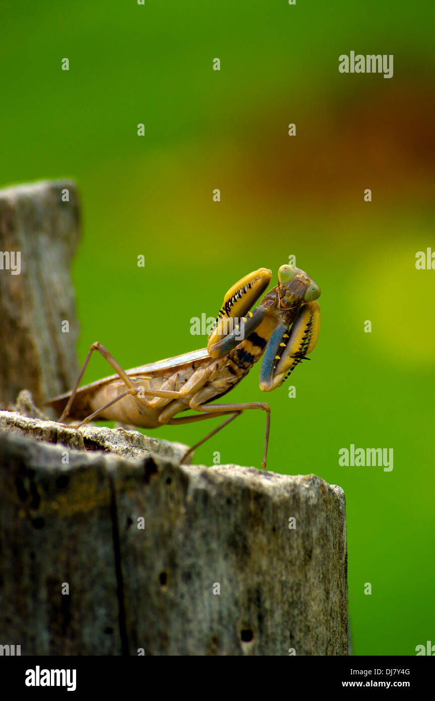 The Photo Grasshopper Boxing For Self-Defense Stock Photo - Alamy