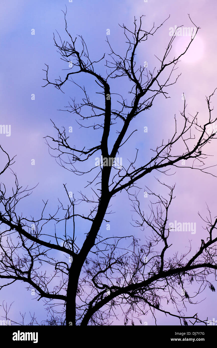 Empty tree hi-res stock photography and images - Alamy