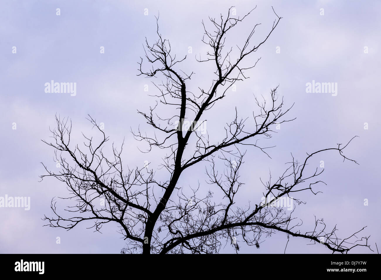 Empty tree silhouette on a background of blue sky Stock Photo - Alamy