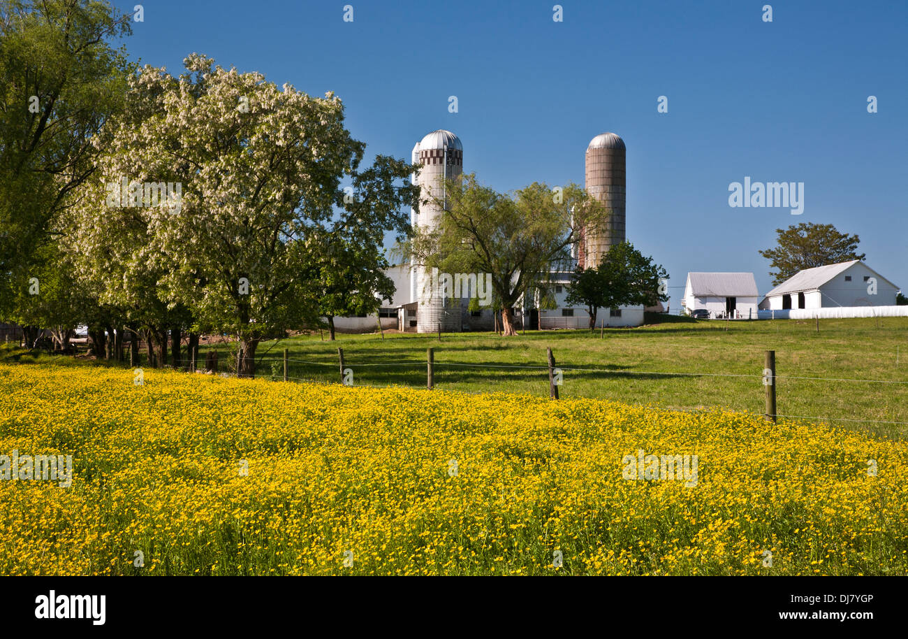 Amish farm white country barn with two silos and pasture with spring ...
