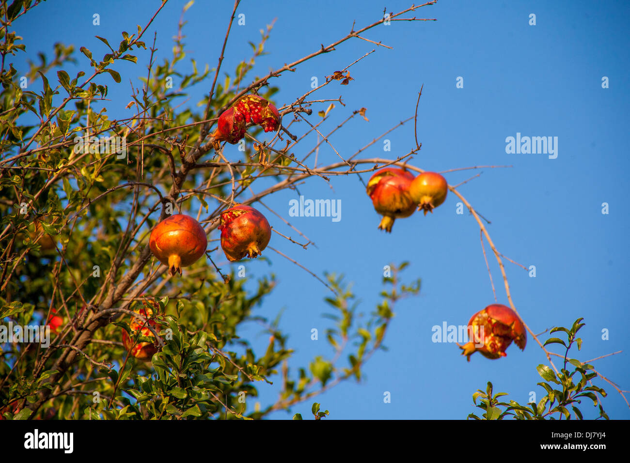 Bursting with fruit hi-res stock photography and images - Alamy