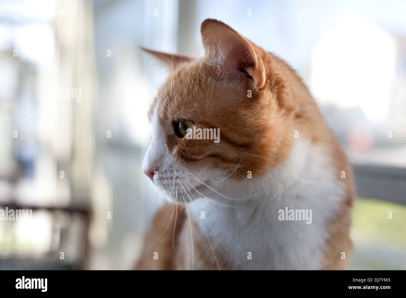 Sad cat hi-res stock photography and images - Alamy