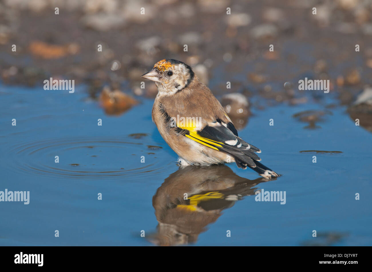 Goldfinch (Cardeulis cardeulis). Moulting bird bathing in puddle Stock ...