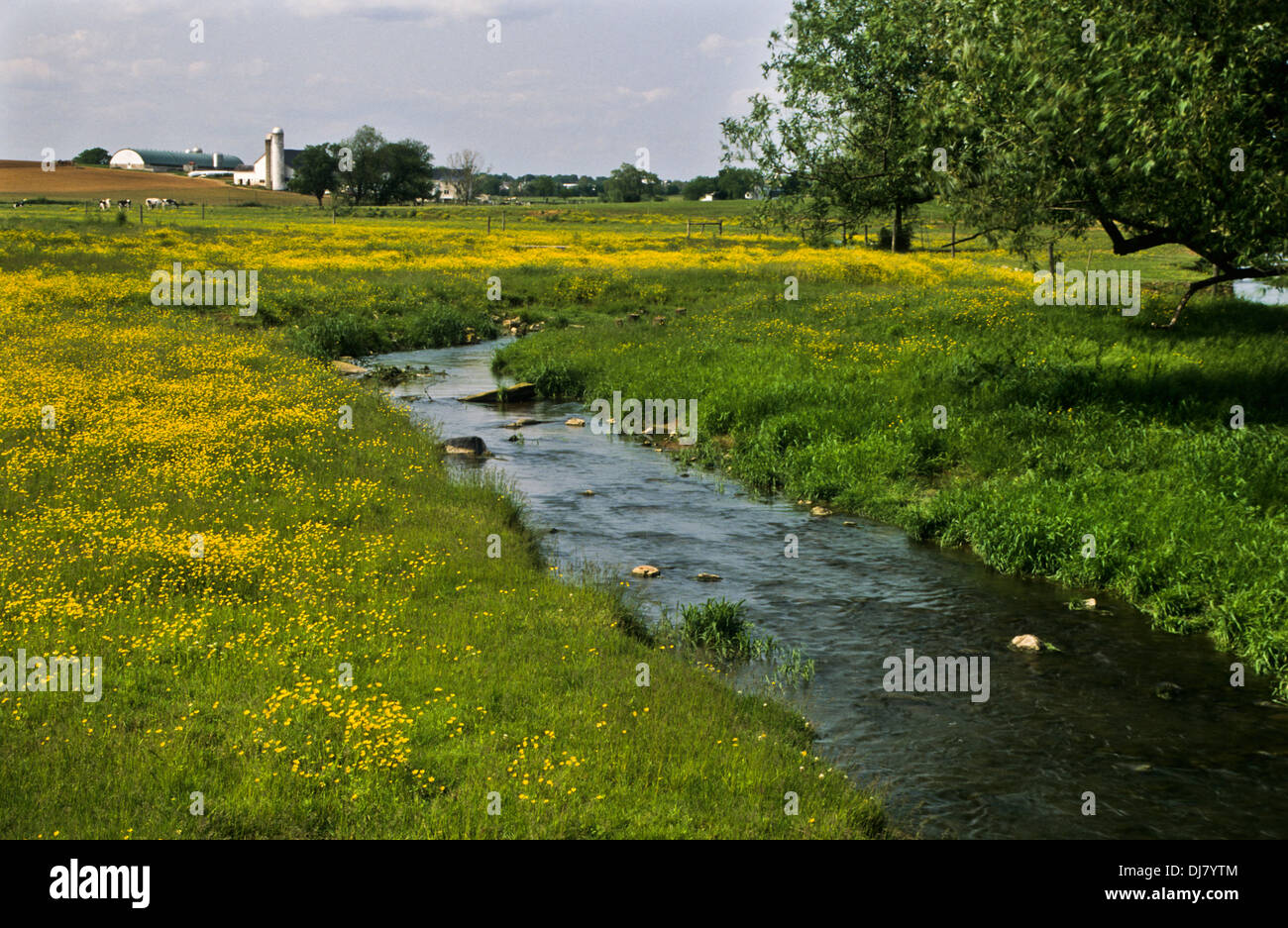 Scenic spring farmland rural stream and yellow buttercup flowers in the ...