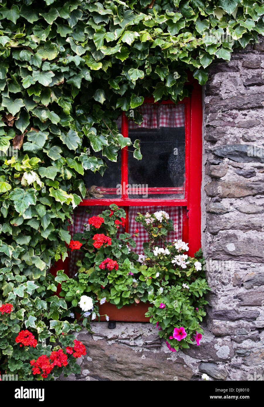 Ivy geraniums hi-res stock photography and images - Alamy