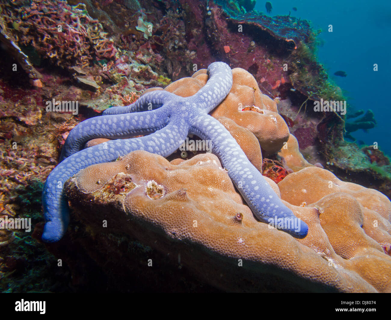 Blue sea star on a coral reef at Bunaken, Indonesia Stock Photo - Alamy