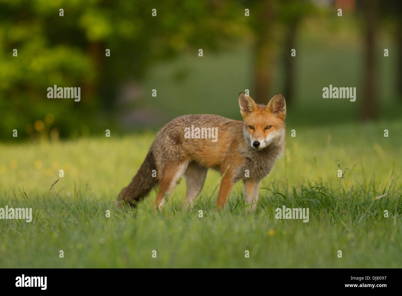 Urban red fox (vulpes vulpes). Glasgow. Scotland. United Kingdom ...
