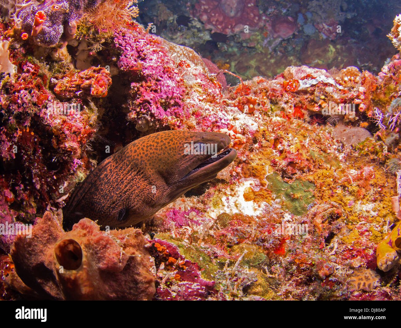 Moray eel hi-res stock photography and images - Alamy