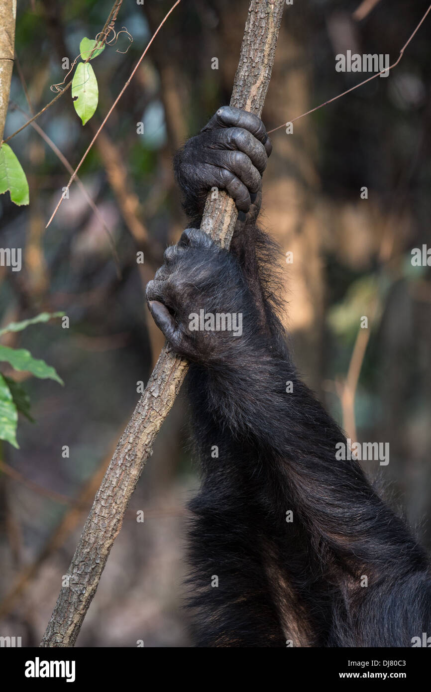 Primate clasp hands hi-res stock photography and images - Alamy