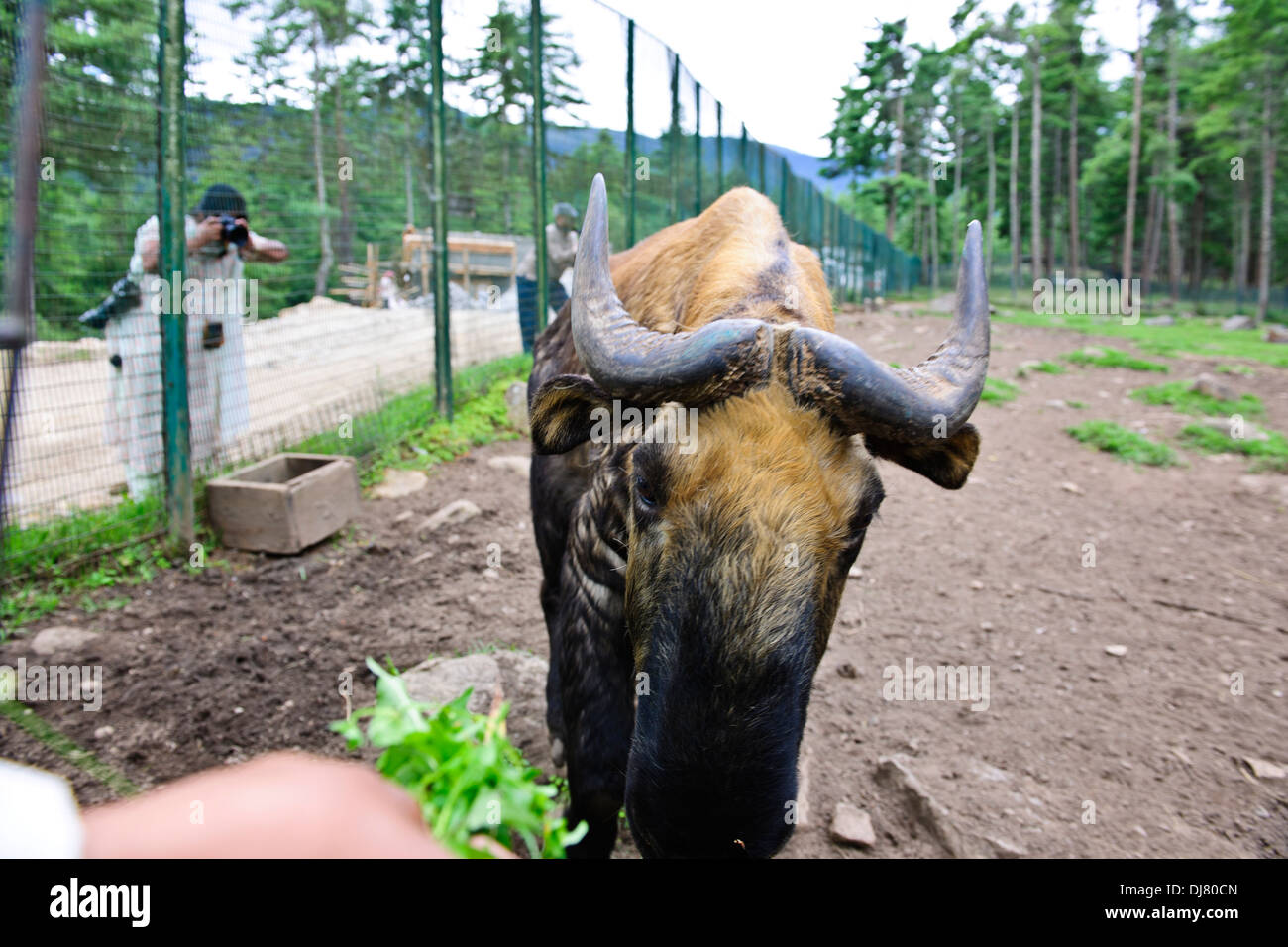 Takin,Bhutan's National Animal,cross between a cow and a Goat,Motithang ...