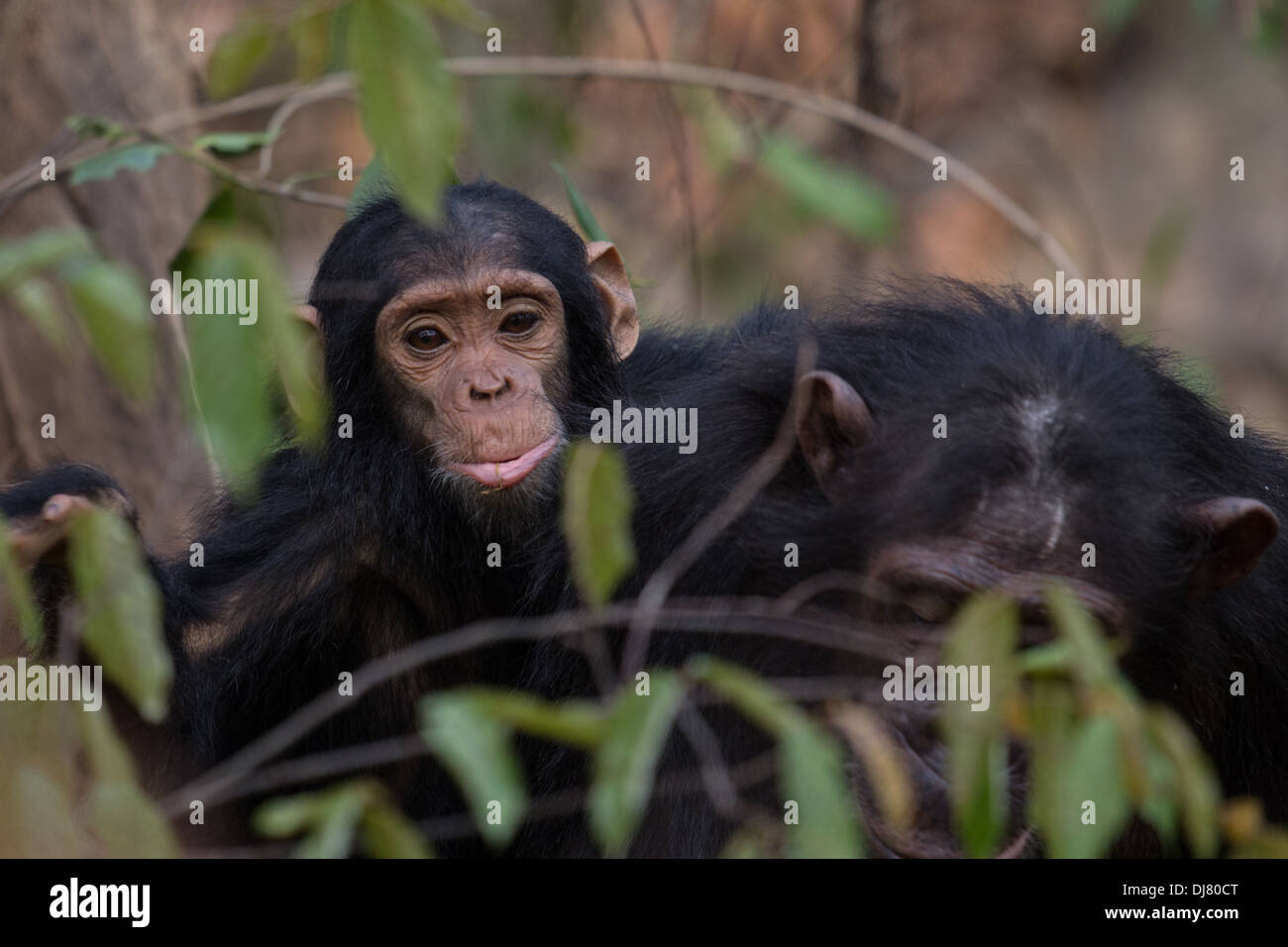 Chimp face hi-res stock photography and images - Alamy