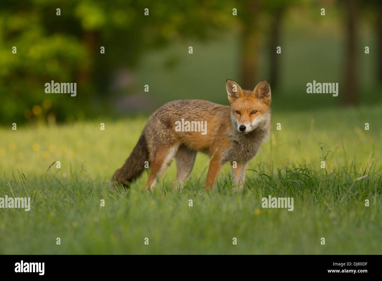 Urban daylight and garden hi-res stock photography and images - Alamy
