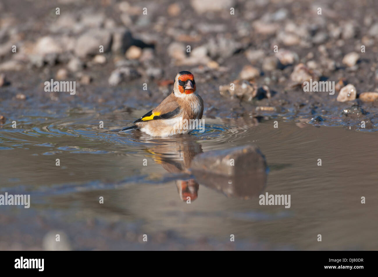 Goldfinch (Cardeulis cardeulis). Adult bathing in puddle Stock Photo ...